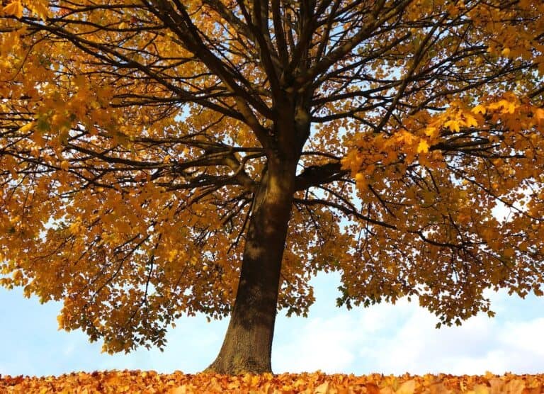 8 Best Trees For Honey Bees to Help Them THRIVE! - Beekeeping 101