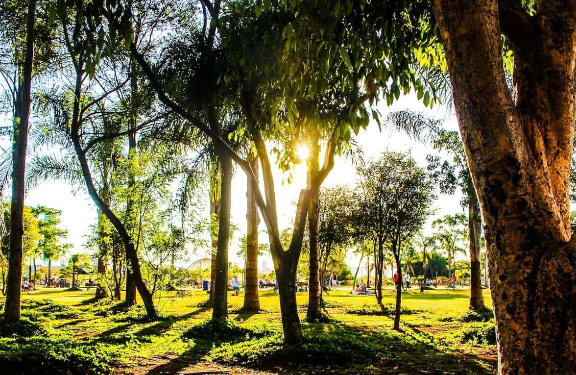 8 Best Trees For Honey Bees to Help Them THRIVE! - Beekeeping 101