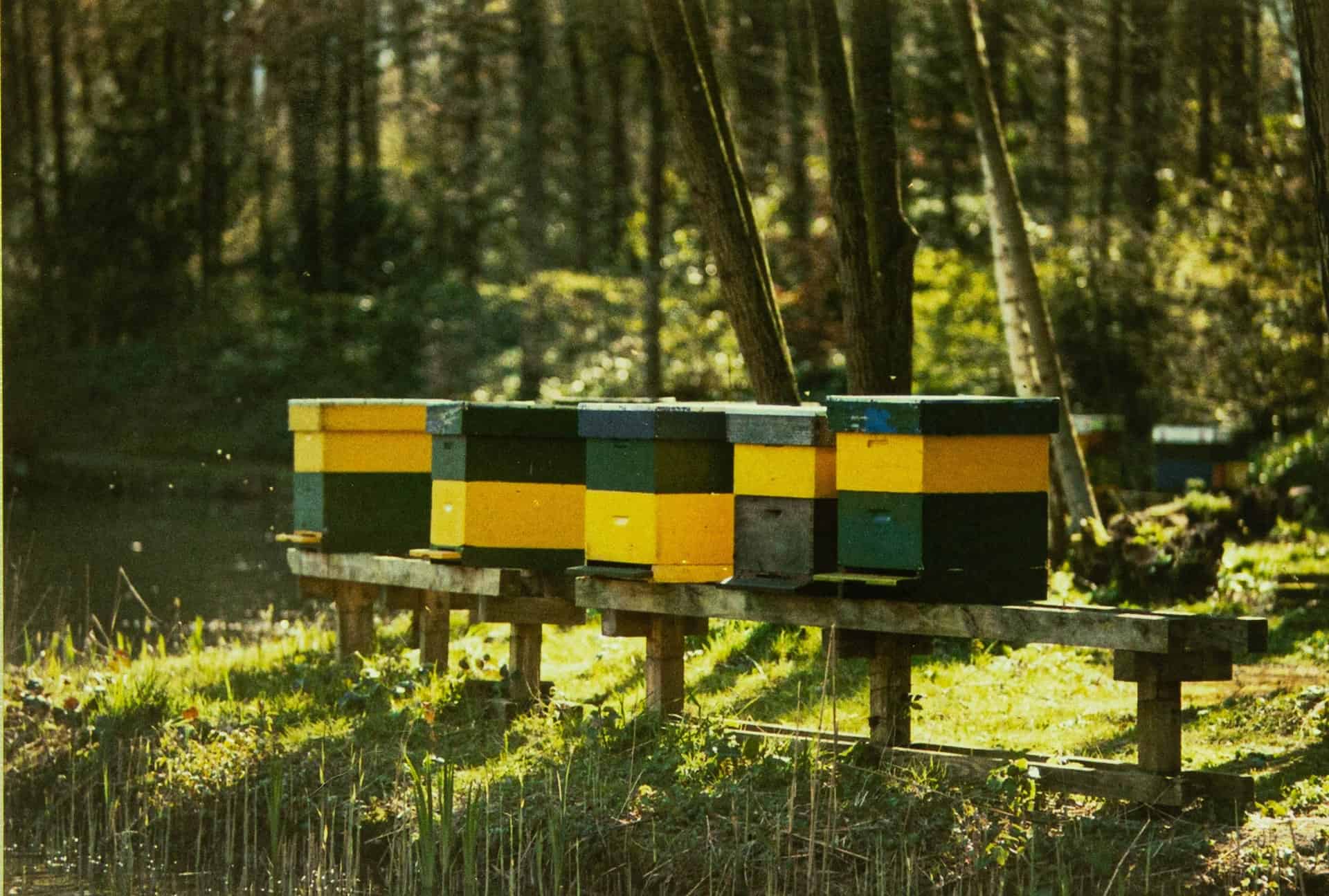 How to Start Beekeeping at Home as a Beginner - Beekeeping 101