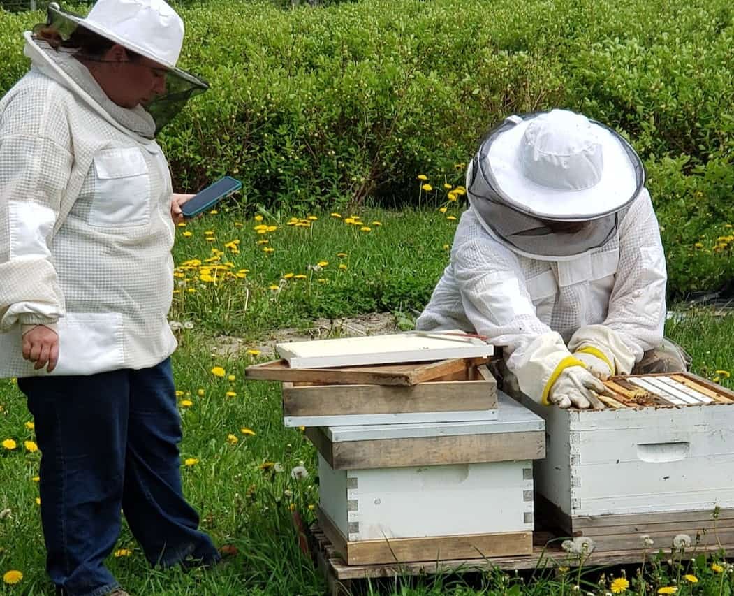 5 Steps to Move a Beehive (Without Killing the Bees!) - Beekeeping 101