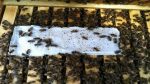 The Ultimate Guide to Safely Treating Honey Bees for Varroa Mites