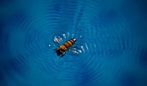 5 Surefire Ways to Keep Bees & Wasps Away From a Pool (Don't Miss #3 ...