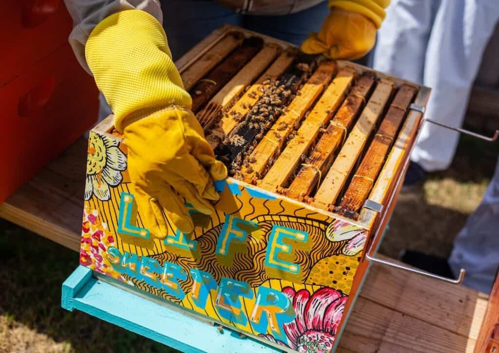 5 Steps to Move a Beehive (Without Killing the Bees!) - Beekeeping 101