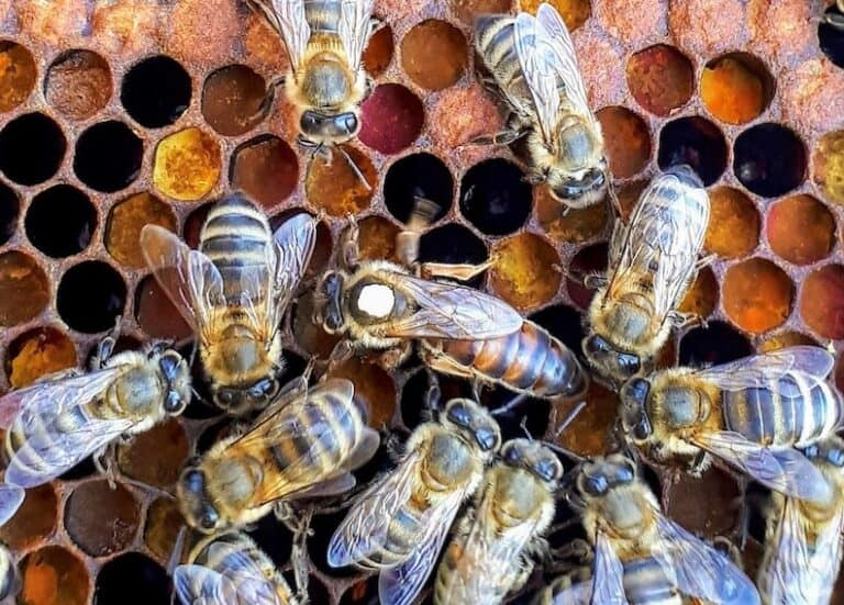 How to Start Beekeeping at Home as a Beginner - Beekeeping 101