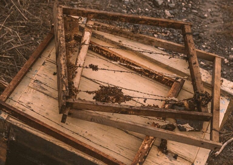 How to Clean Out & Learn from a Dead Beehive - Beekeeping 101