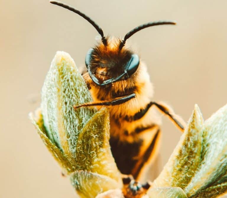 11 Explanations for Aggressive Honey Bees - Beekeeping 101