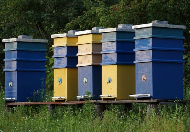 4 Types of Beehives And Pros and Cons - Beekeeping 101