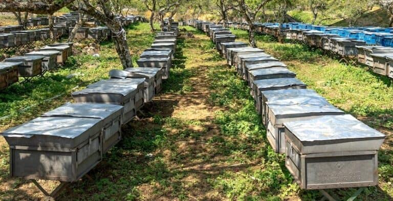 Beehive Placement: Tips for Finding a Perfect Site for Your Bees ...