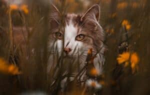 Beehive Placement: Tips for Finding a Perfect Site for Your Bees ...