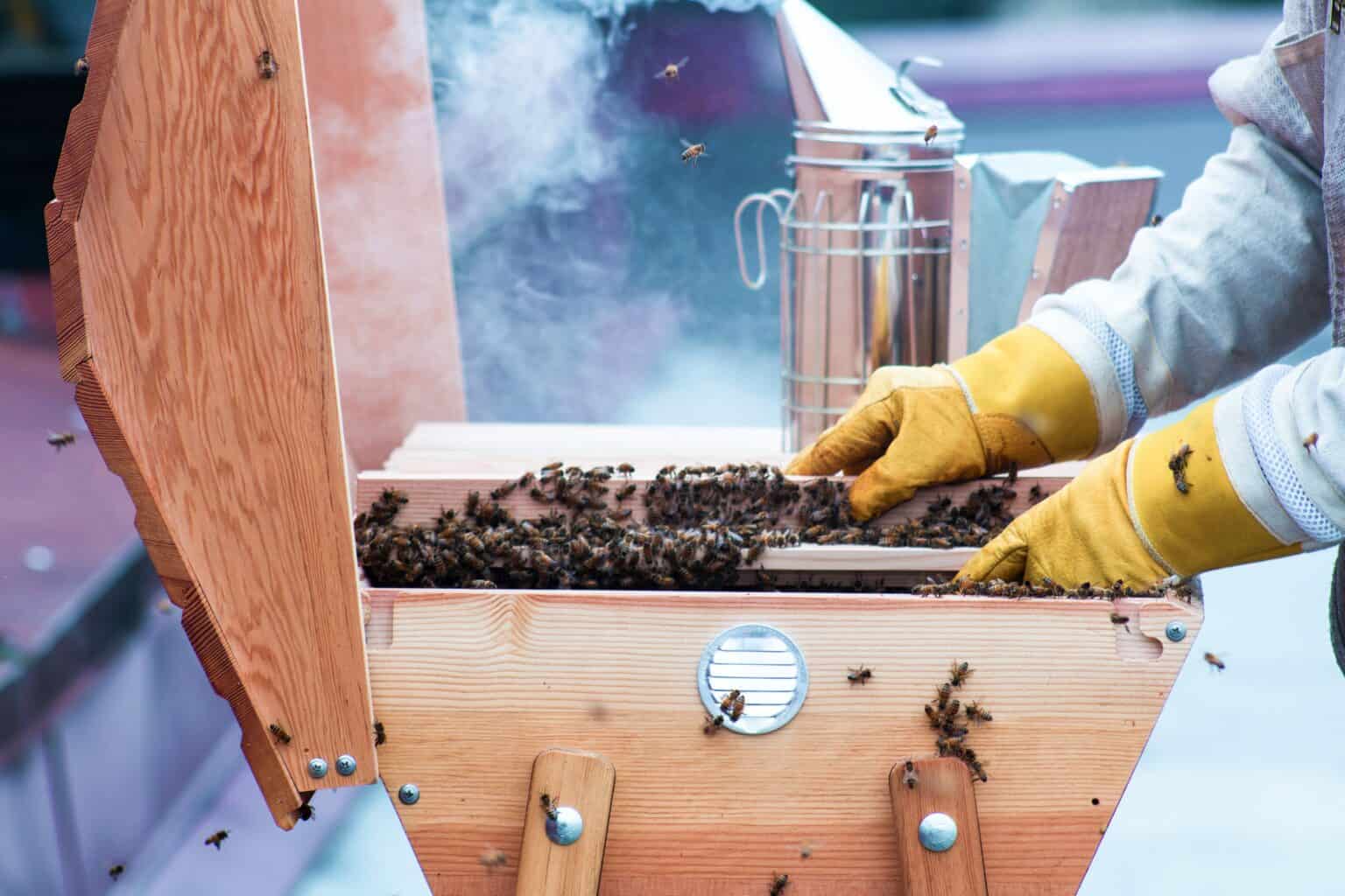 4 Types of Beehives And Pros and Cons - Beekeeping 101