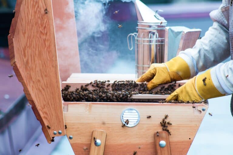 4 Types of Beehives And Pros and Cons - Beekeeping 101