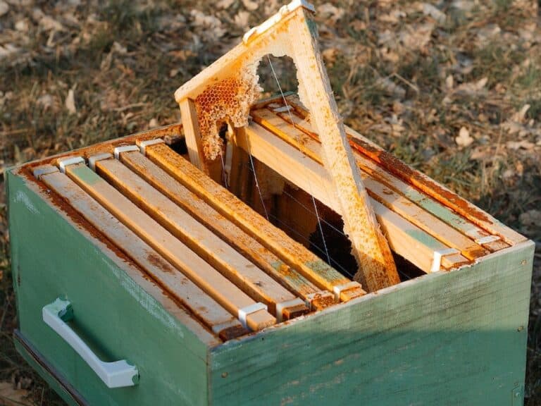 50+ Beekeeping Terms for Beginners - Beekeeping 101