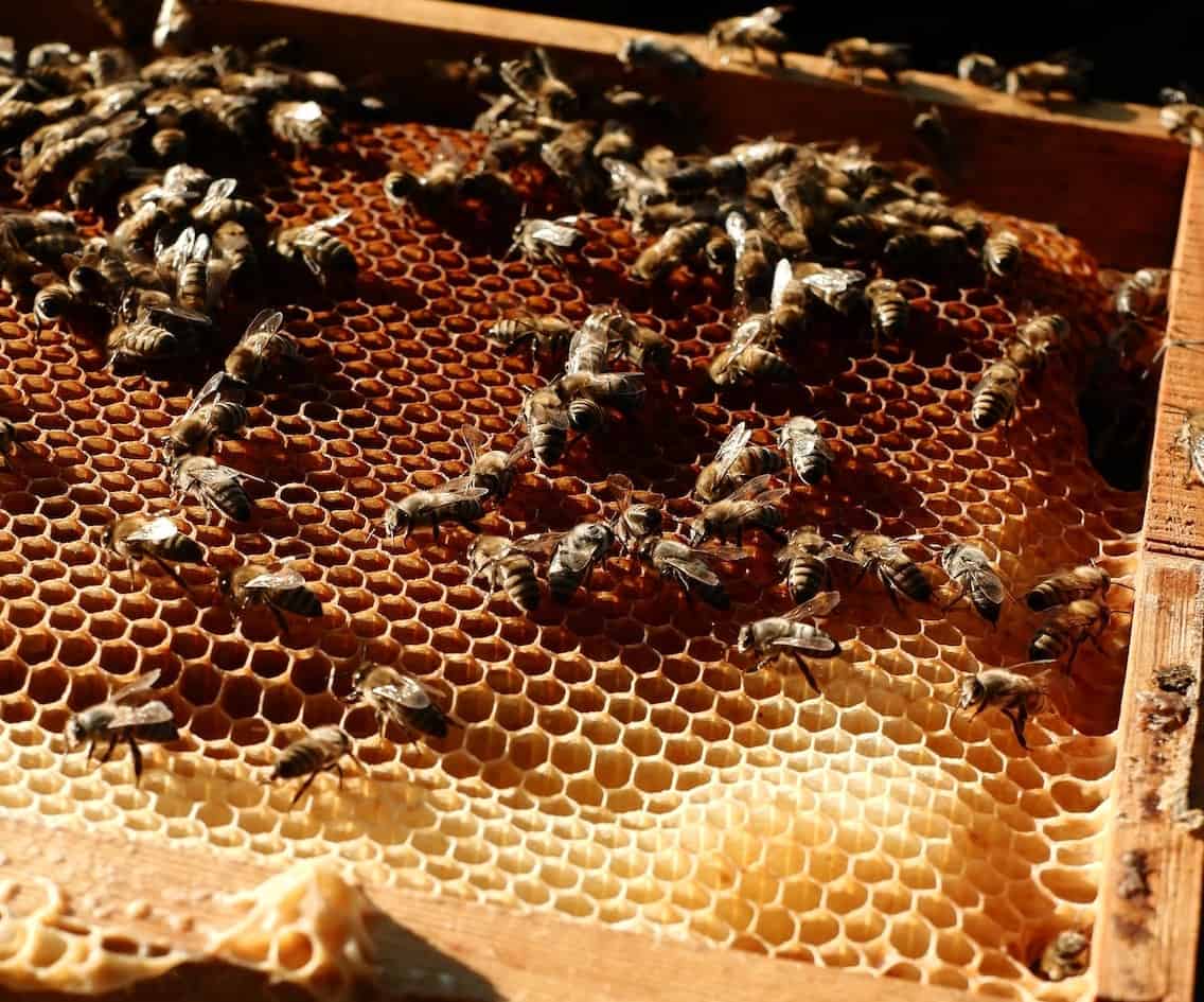 4 Peculiar Reasons for Absconding Bees PLUS Prevention - Beekeeping 101