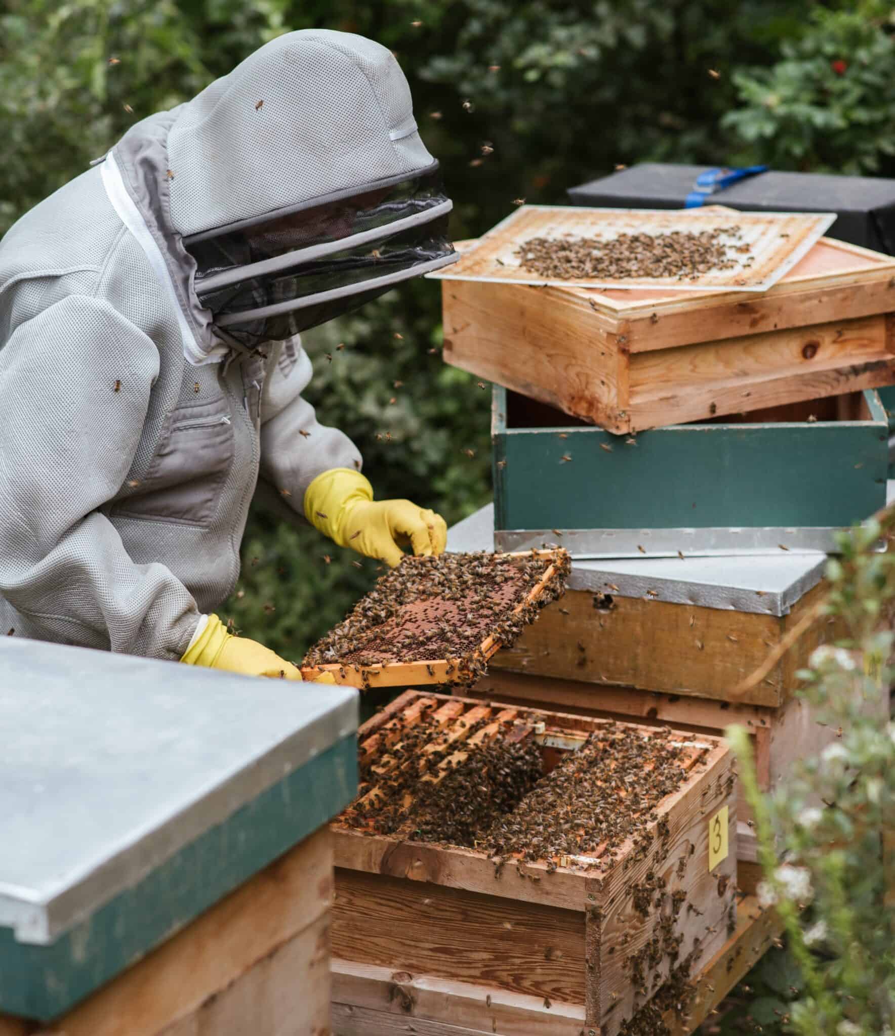 12 Best Beekeeping Books That Correctly and Safely Guide Beginners ...