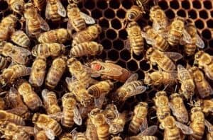 Queen Bees - A Primer - Beekeeping 101