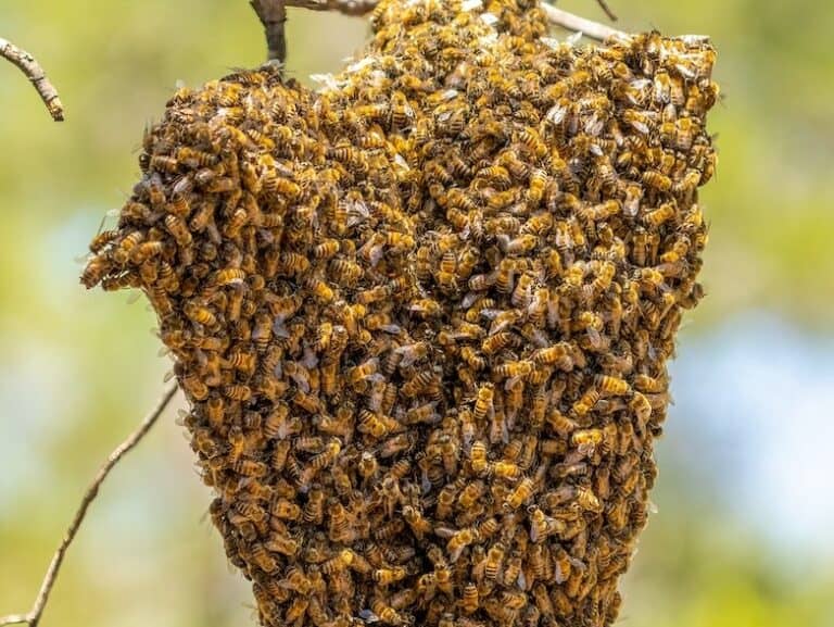 How Long Do Bees Live? - Beekeeping 101