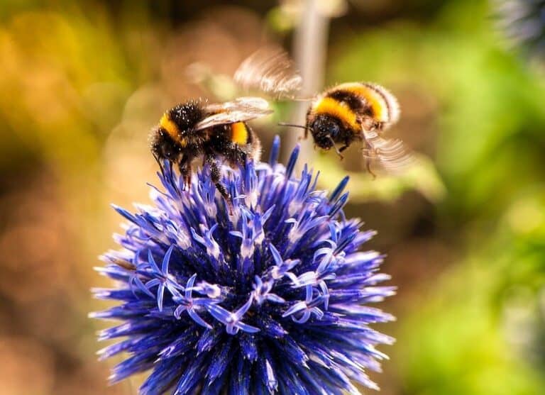 Kinds Of Bees that Live in the Ground - Beekeeping 101