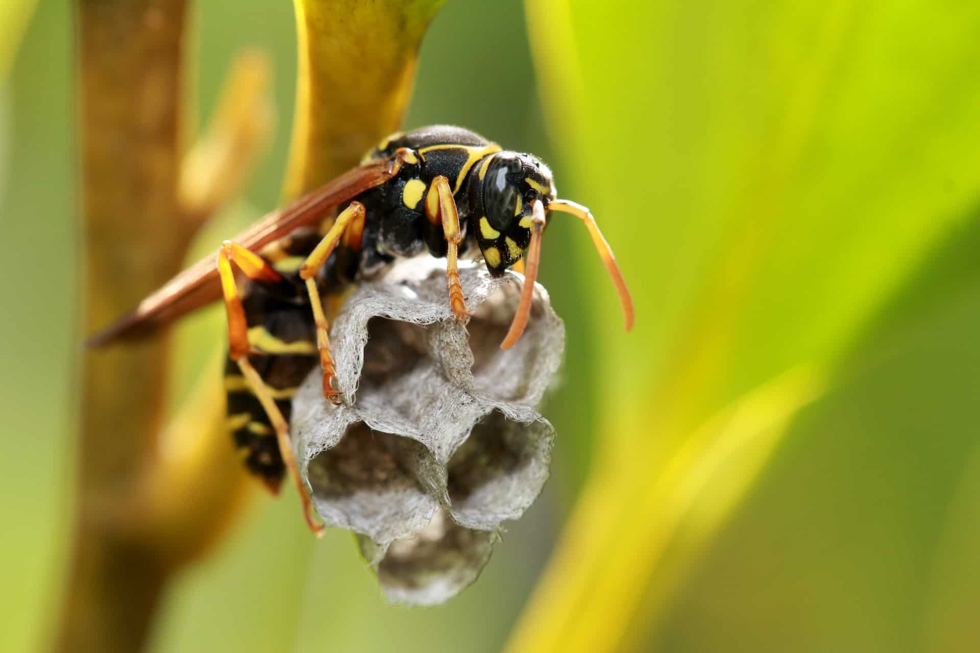 How Long Do Wasps Live? - Beekeeping 101