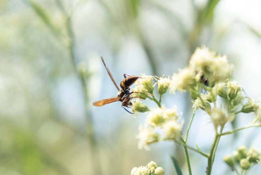 What Is A Mexican Honey Wasp, Really? - Beekeeping 101