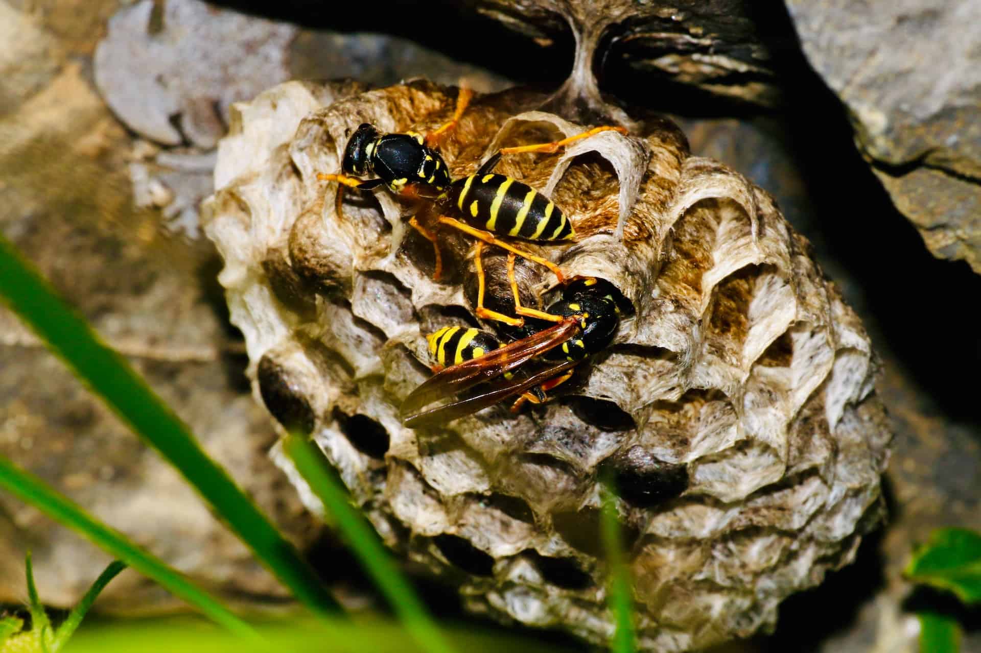 Wasp Nest vs. Bee Nest? How Can You Tell The Difference? - Beekeeping 101