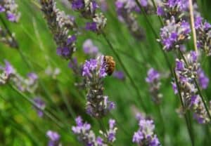 What Is Lavender Honey? - Beekeeping 101