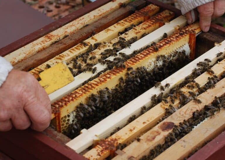 What Is A Langstroth Hive? - Beekeeping 101
