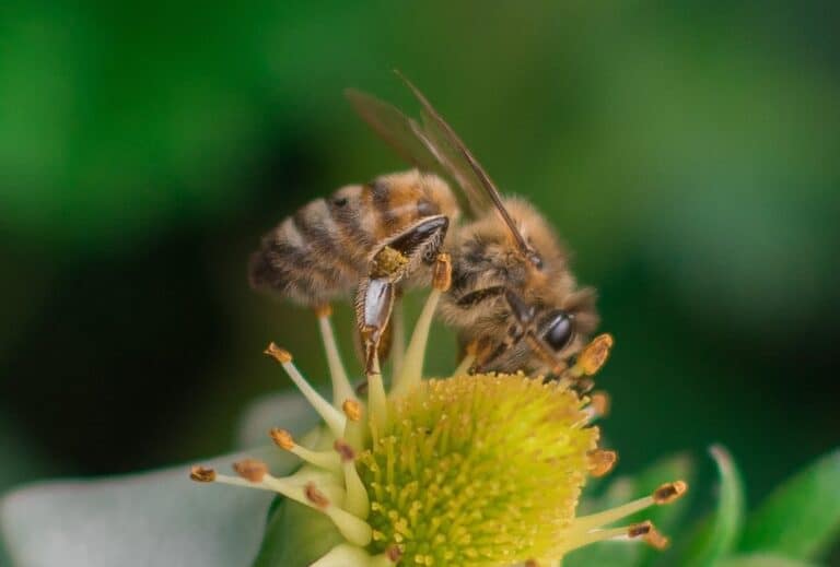 Carniolan Bees: Traits and Benefits - Beekeeping 101
