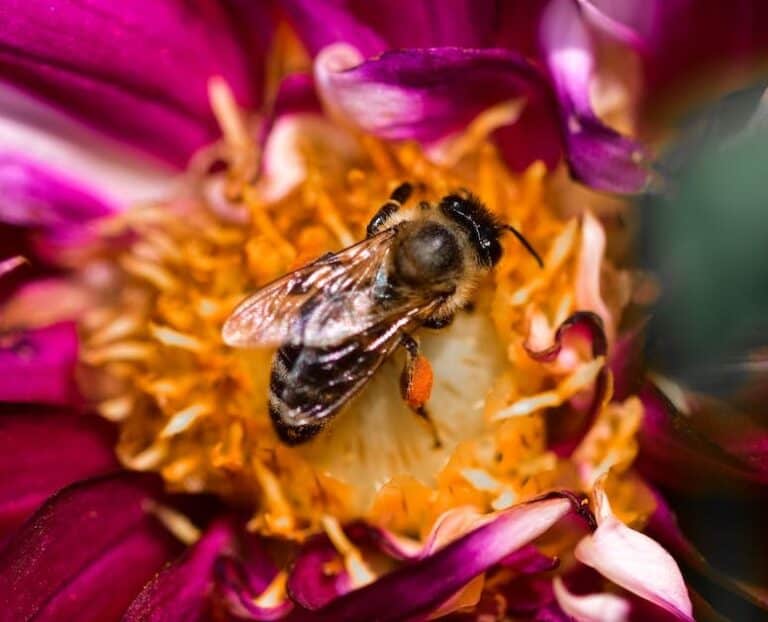 Digger Bees: Unearthing Their Traits And Characteristics - Beekeeping 101