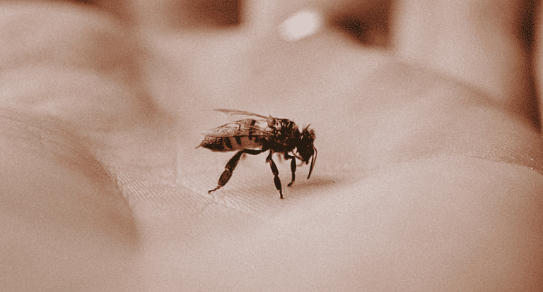 Getting to Know the Stingless Bee (Meliponines) - Beekeeping 101