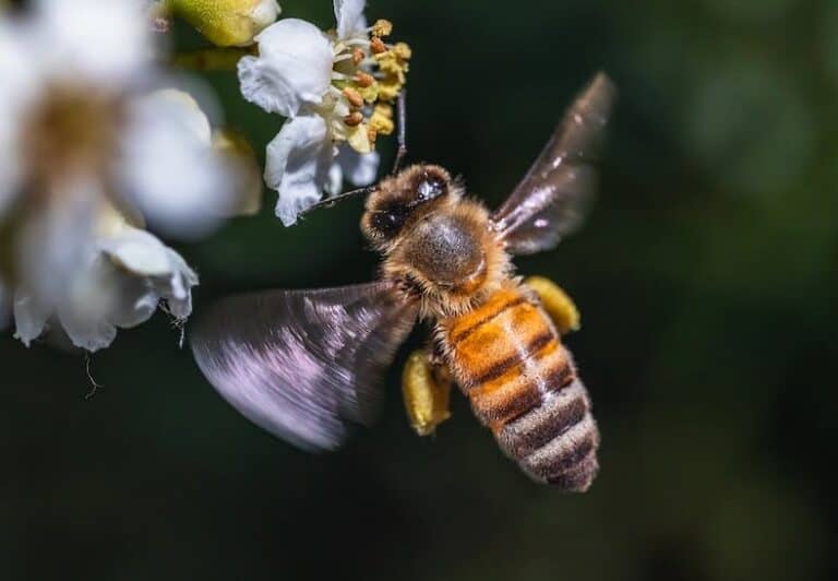 How Fast Can Bees Fly? - Beekeeping 101